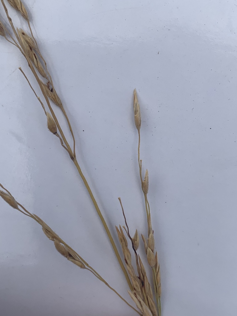Johnson grass from LLELA - Lewisville Lake Environmental Learning Area ...