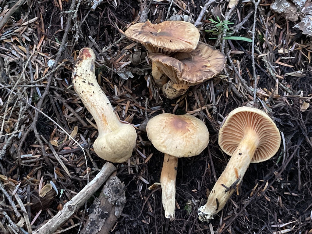 Woolly Pine Spike from Mt. Baker-Snoqualmie National Forest, North Bend ...
