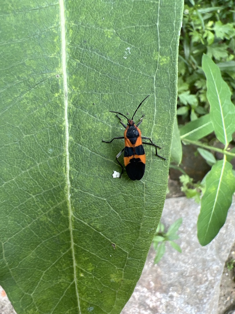 Large Milkweed Bug from St John Neumann Way, Philadelphia, PA, US on ...