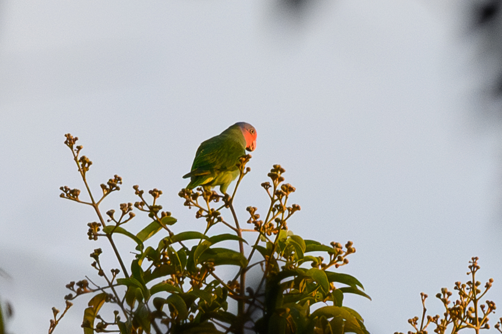 Red-cheeked Parrot from Iron Range, QLD 4892, Australia on August 19 ...