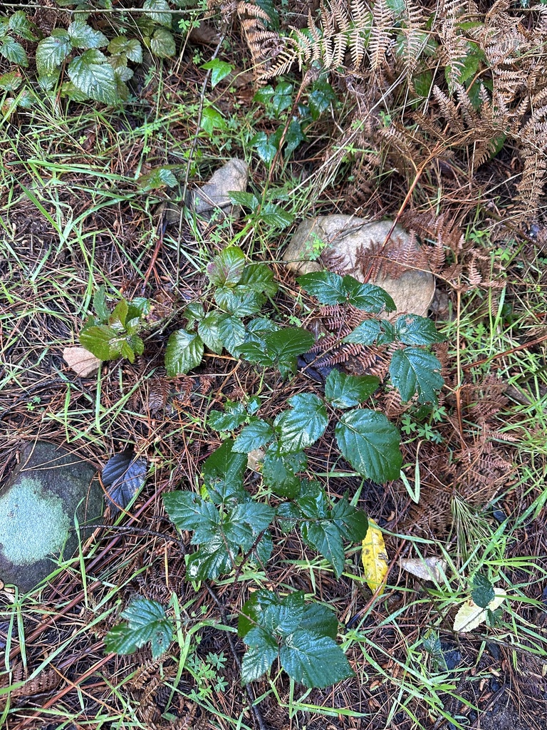 Vigorous Bramble from Newlands Forest, Cape Town, WC, ZA on August 23 ...