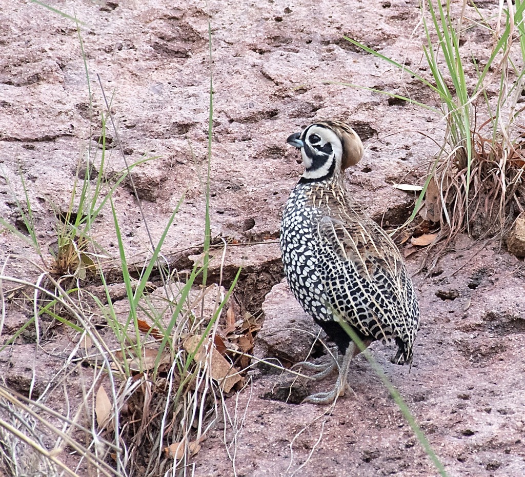 Montezuma Quail from Patagonia, AZ 85624 on August 11, 2023 at 03:17 PM ...