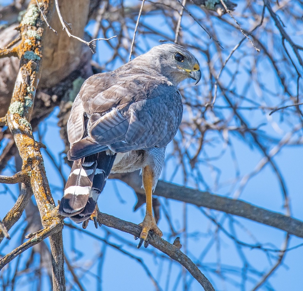 Gray Hawk from Patagonia, AZ 85624 on August 12, 2023 at 10:34 AM by ...
