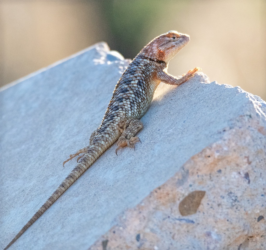 Spiny Lizards from Sierra Vista, AZ on August 14, 2023 at 07:37 PM by ...