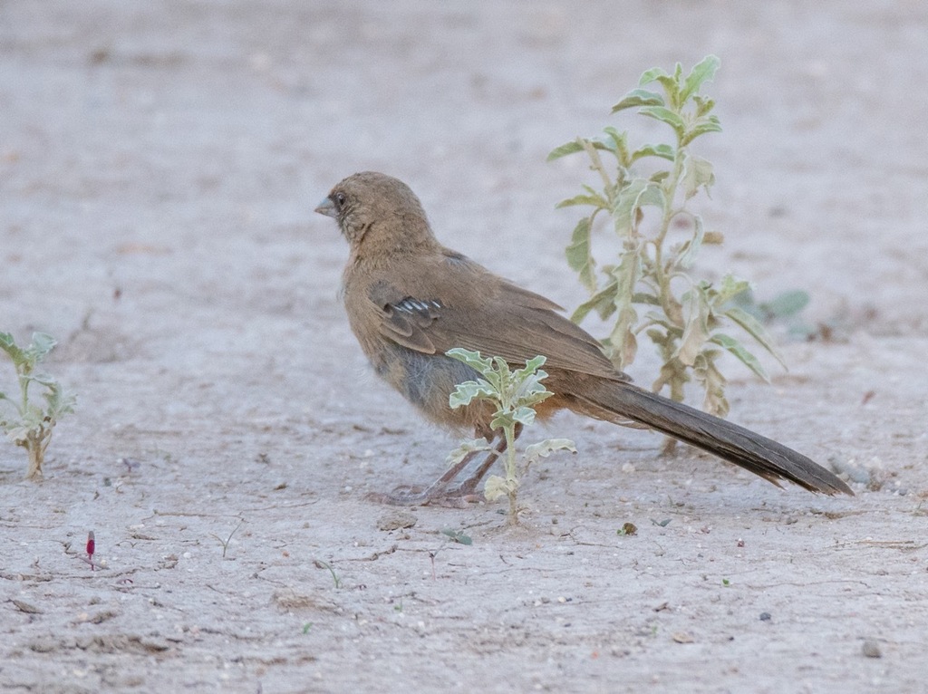 Abert's Towhee from Sierra Vista, AZ on August 14, 2023 at 08:10 PM by ...