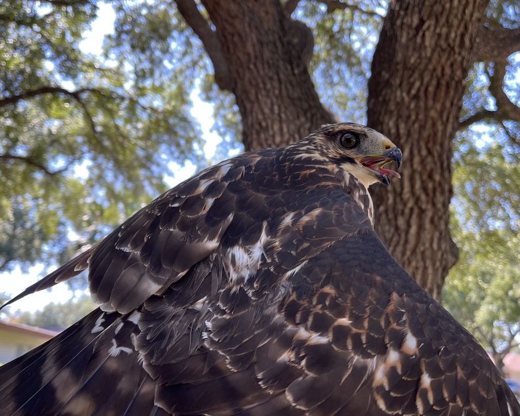 Broad-winged Hawk from Alice, TX, US on August 27, 2023 at 03:26 PM by ...