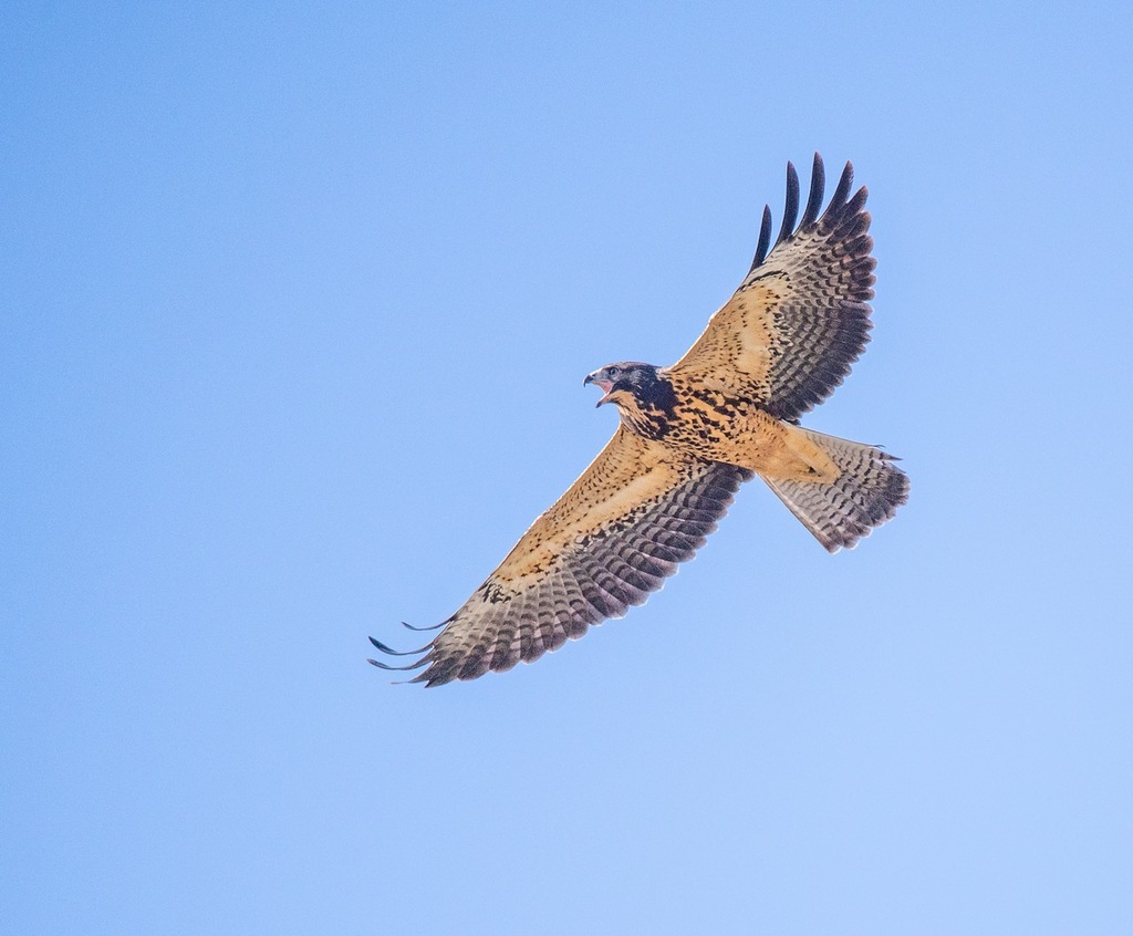 Swainson's Hawk from Patagonia, AZ 85624 on August 16, 2023 at 10:05 AM ...