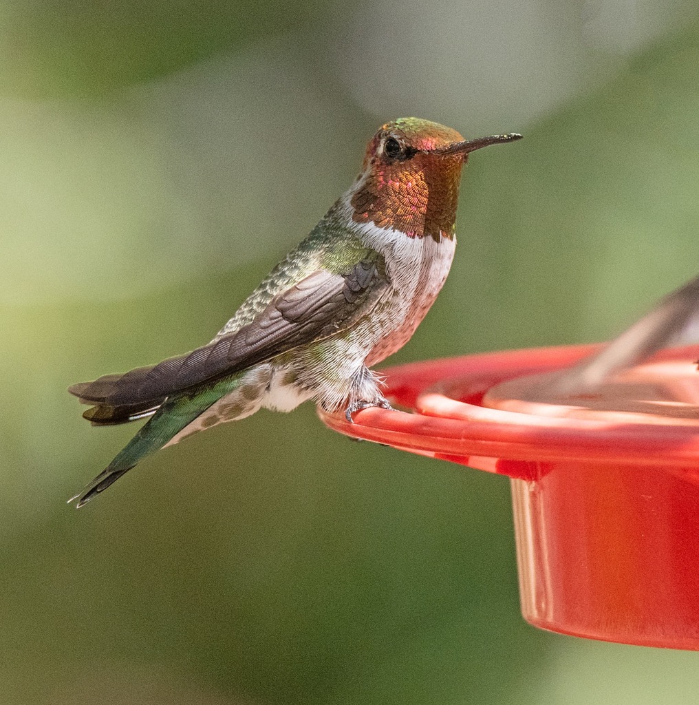 Anna's Hummingbird from Miller Canyon, Arizona 85602 on August 16, 2023 ...