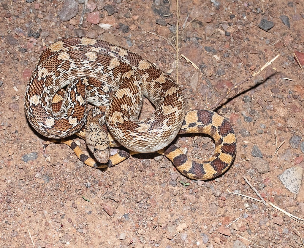 Sonoran Gopher Snake from Cochise County, AZ on August 16, 2023 at 11: ...