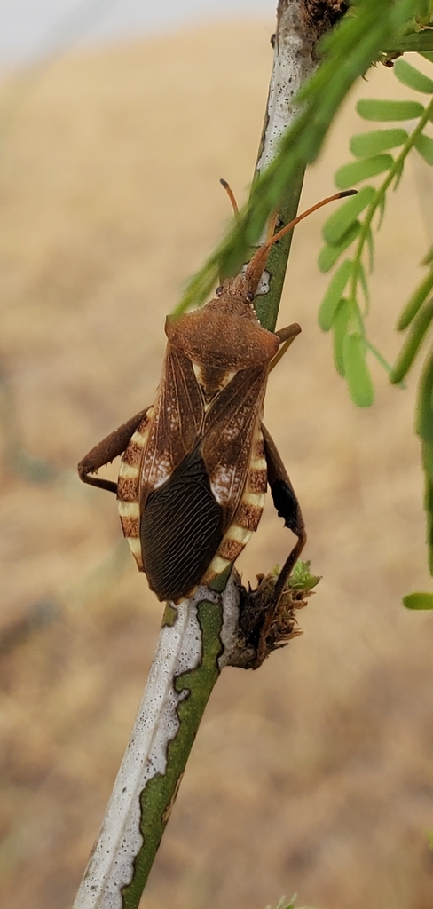 Mozena obtusa from Paradise, TX 76073, USA on August 27, 2023 at 03:59 ...