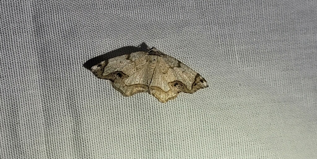 Friendly Probole Moth from Garrett County, MD, USA on June 10, 2023 at ...
