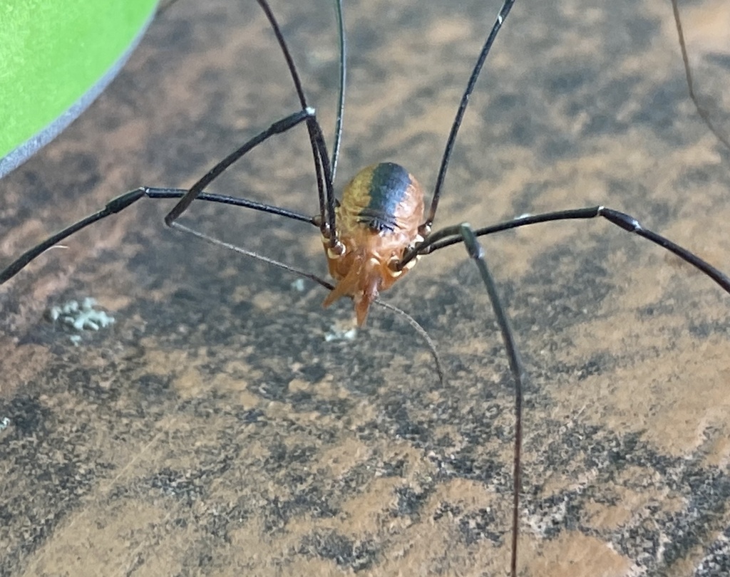 Eastern Harvestman in August 2023 by Mark · iNaturalist