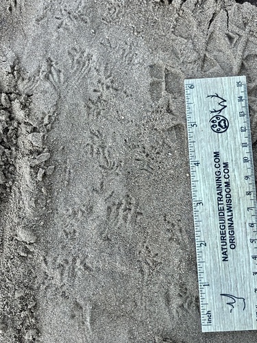 iNaturalist Tracking Database – NatureTracking