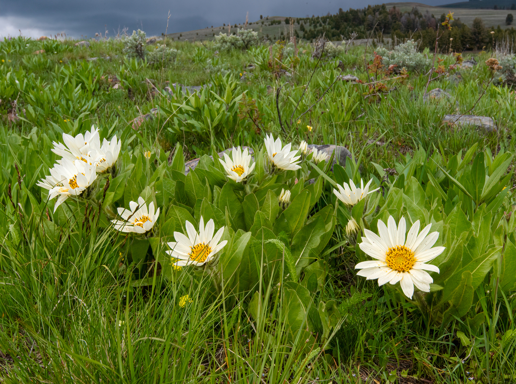 white marsh marigold from Beaverhead County, MT, USA on June 2, 2023 at ...