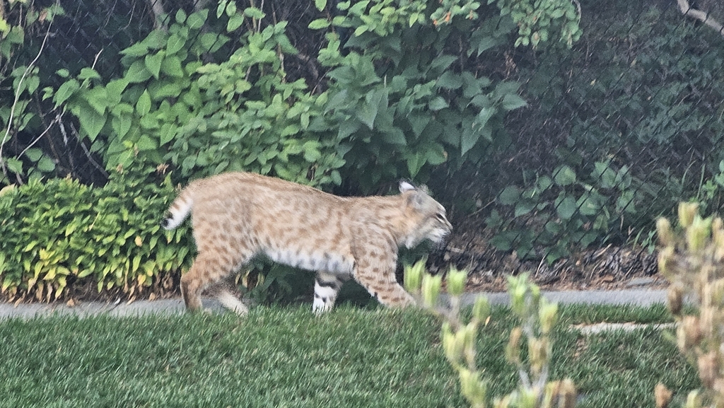 Bobcat from Calgary, AB T3A 4X4, Canada on August 27, 2023 at 08:08 AM ...
