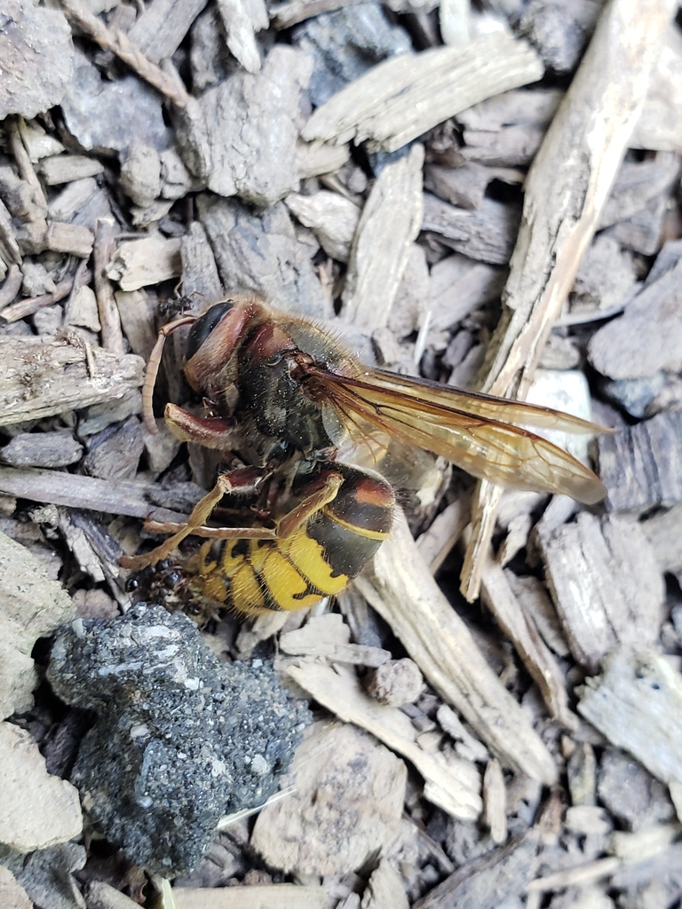 European Hornet from Beltsville, MD, USA on August 27, 2023 at 10:56 AM ...