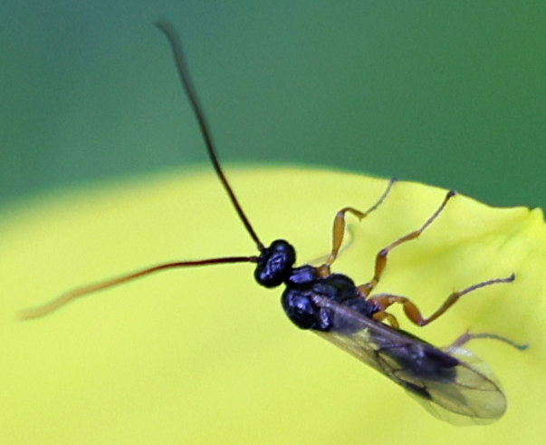Cabbage White Parasitoid Wasp from Shepard Settlement, Onondaga County ...