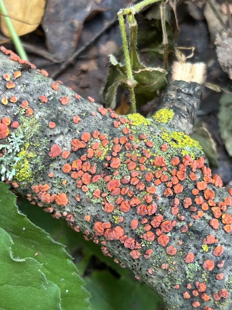 Red Tree Brain Fungus from The Ice Age Trail, Gleason, WI, US on August ...