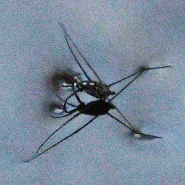 Metrobates hesperius in August 2023 by Penguin · iNaturalist