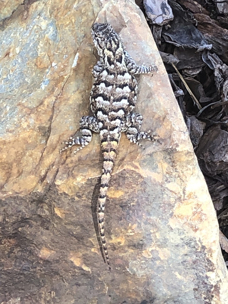 Eastern Fence Lizard from Robbins Country Rd, Trinity, NC, US on August ...