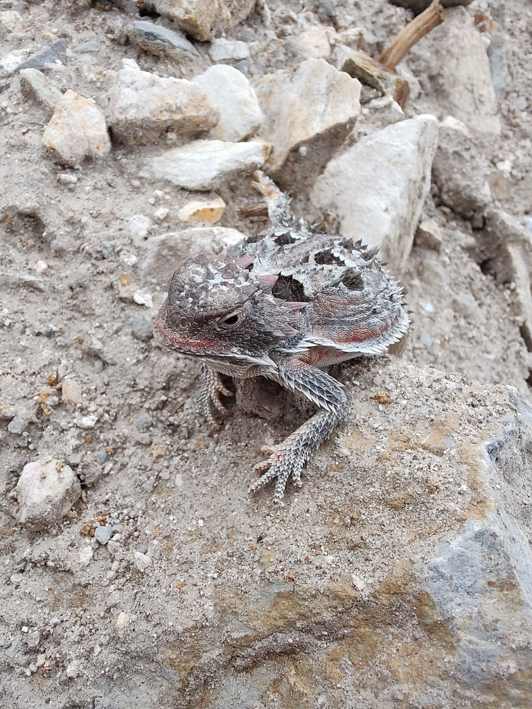 Mountain Horned Lizard from Charcas on August 27, 2023 at 01:39 PM by ...