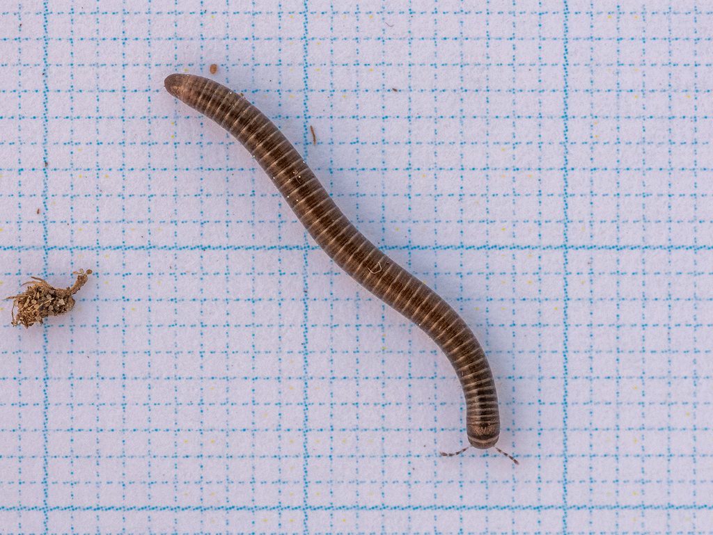 Round-backed Millipedes from Kaiapoi, New Zealand on August 22, 2023 at ...
