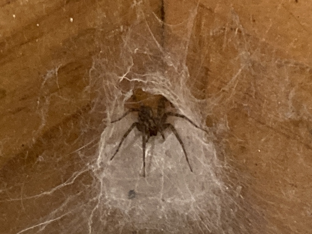 House Funnel-web Spiders from Drummond Rd, Toledo, OH, US on August 27 ...