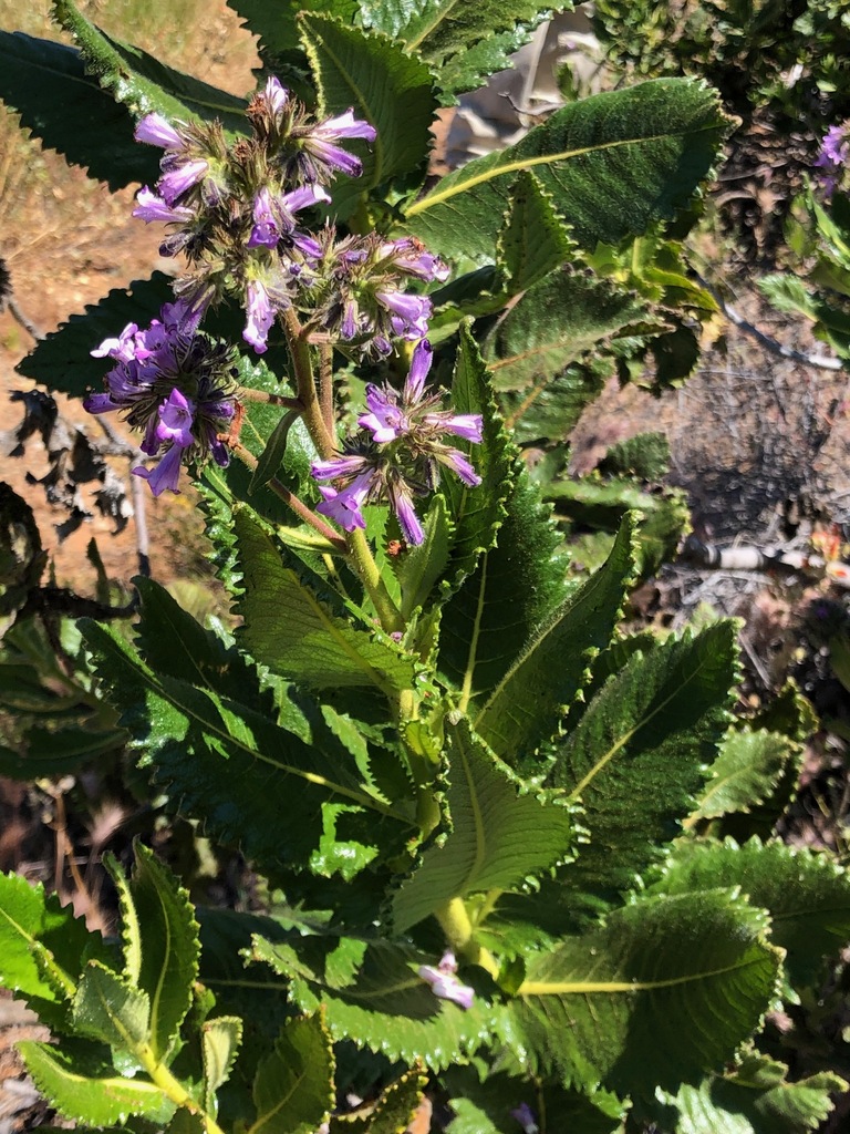 Sessile-leaved Yerba Santa from San Quintín, B.C., Mexico on April 25 ...