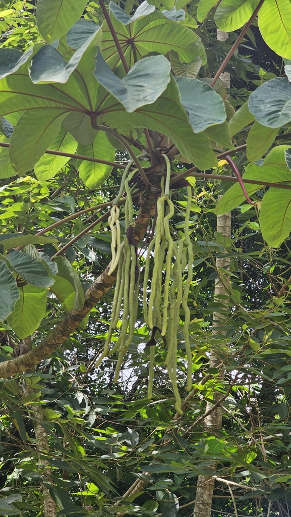 trumpet-tree (Cecropia obtusifolia) - Botanical Realm