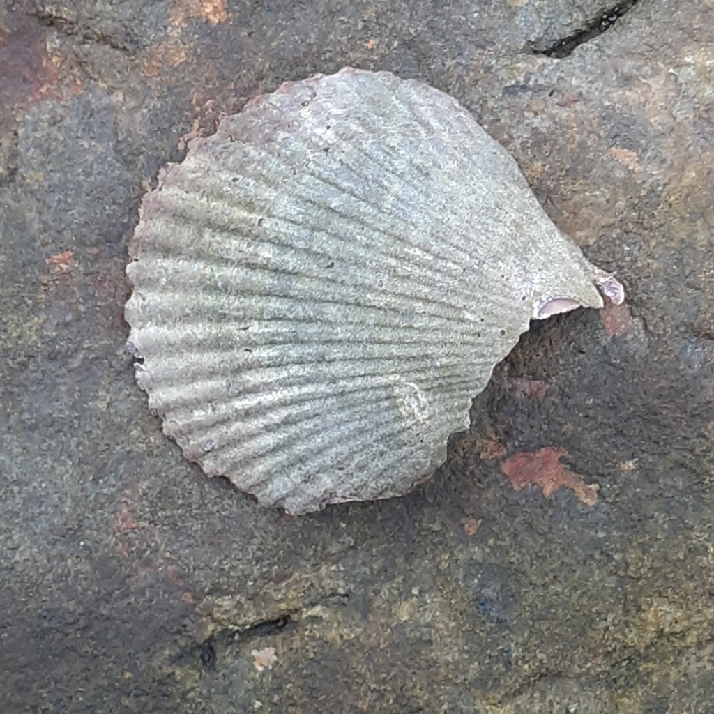 Variegated Scallop from 29560 Landévennec, France on August 27, 2023 at ...