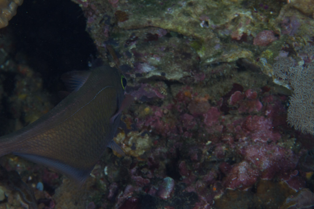 Pempheris adusta Bleeker, 1877