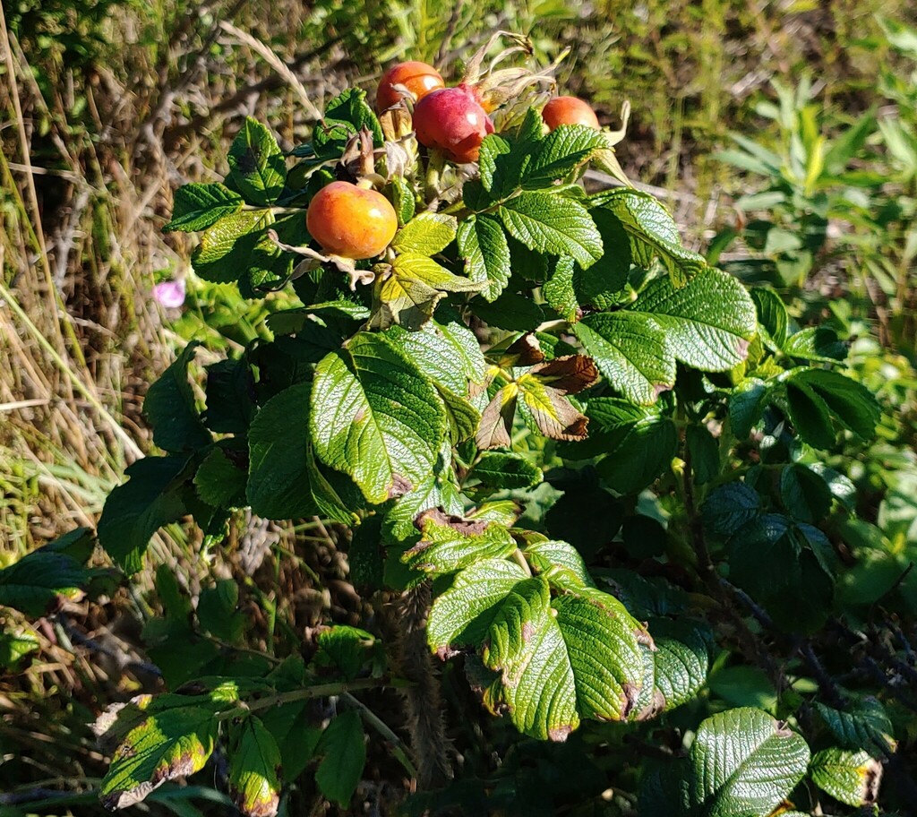 rugosa rose from Cape Elizabeth, ME, USA on August 22, 2023 at 08:42 AM ...