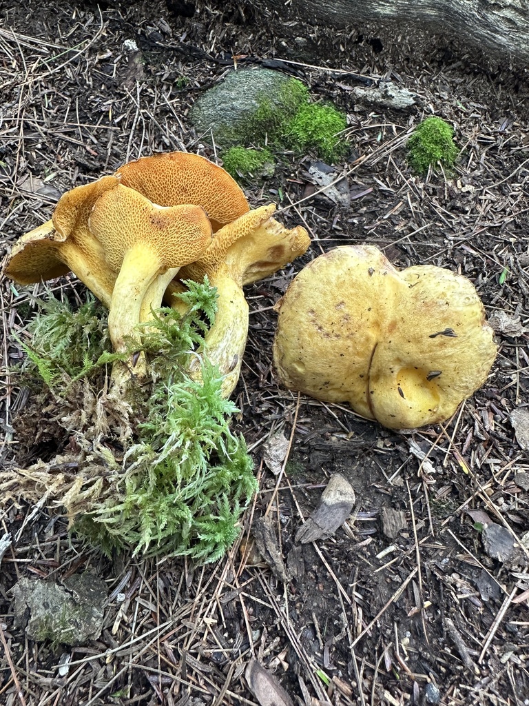 Suillus hirtellus from Bigelow Hollow State Park, Union, CT, US on ...