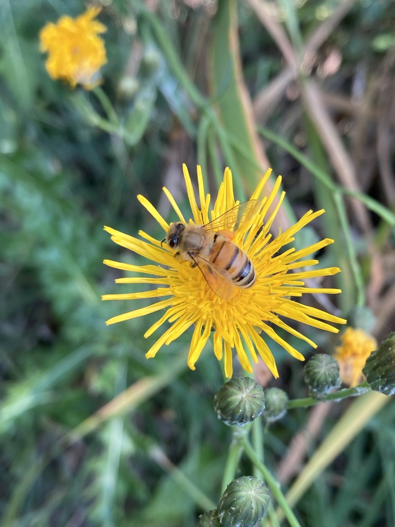 Western Honey Bee from Confederation Park, Calgary, AB, CA on August 27 ...