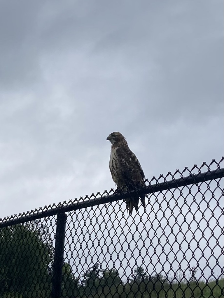 Red-tailed Hawk from Spear St, South Burlington, VT, US on August 25 ...