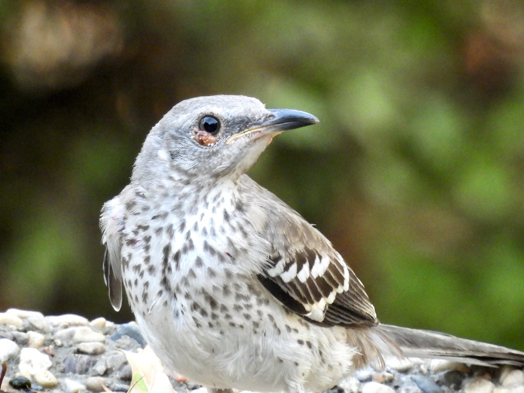 Northern Mockingbird from Flower Mound, TX, USA on August 27, 2023 at ...