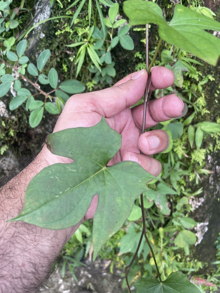 Bejuco de puerco from El Yunque National Forest, Río Grande, Puerto ...