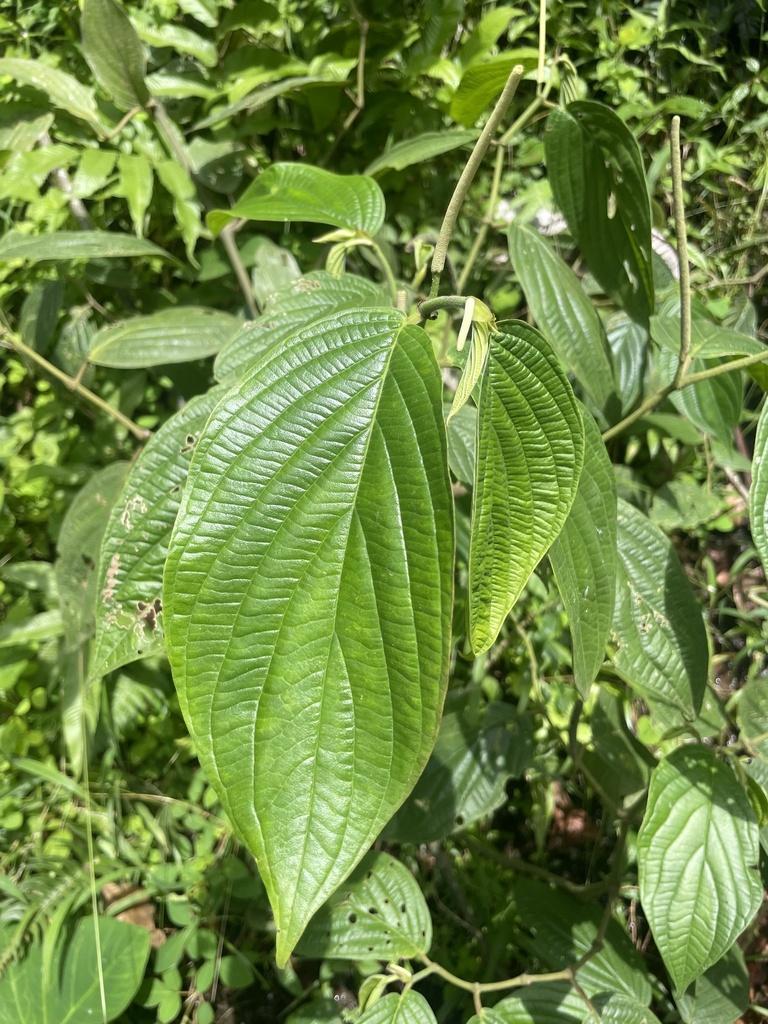 Piper hispidum from El Yunque National Forest, Río Grande, Puerto Rico ...