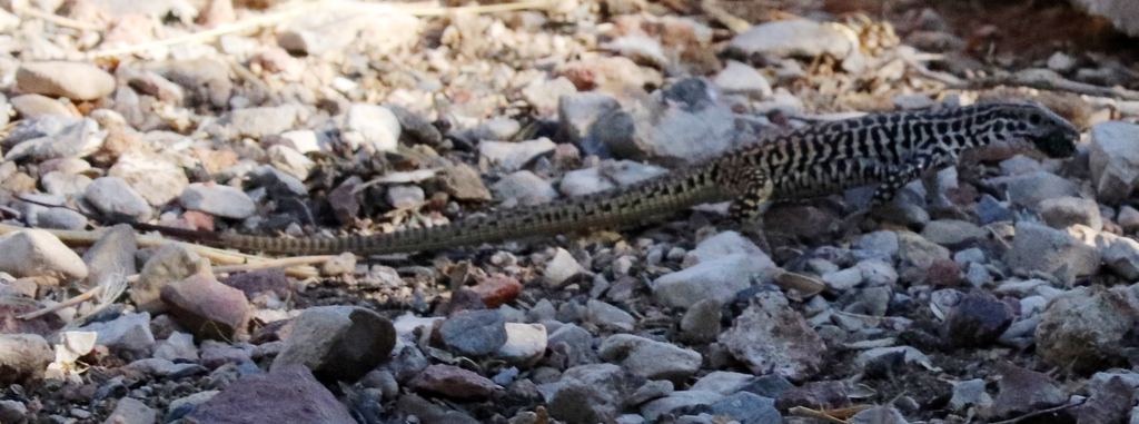 Common Checkered Whiptail from Franklin Mountains State Park, El Paso ...