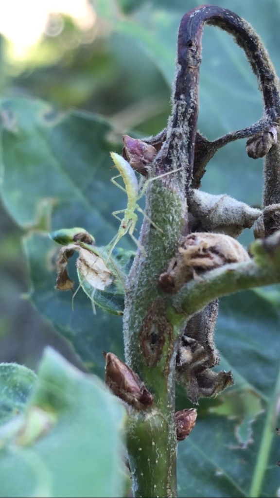 Zelus in August 2023 by Austin · iNaturalist