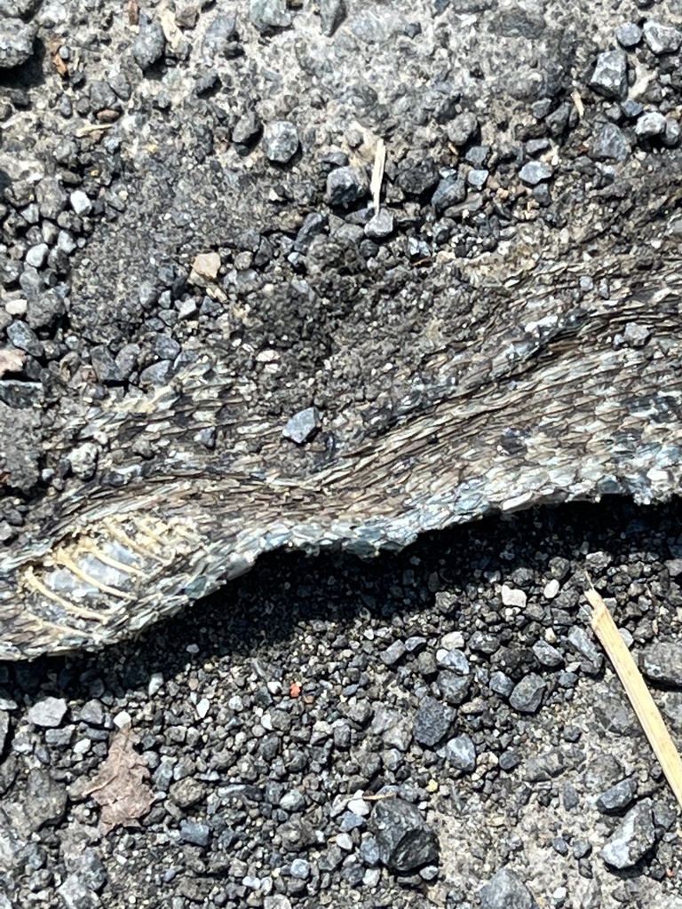 Eastern Garter Snake from Penryn Ln, Cornwall, PA, US on August 27 ...