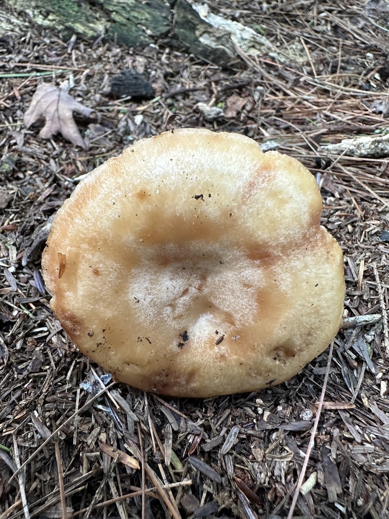 Yellow-latex Milkcap from Bigelow Hollow State Park, Union, CT, US on ...