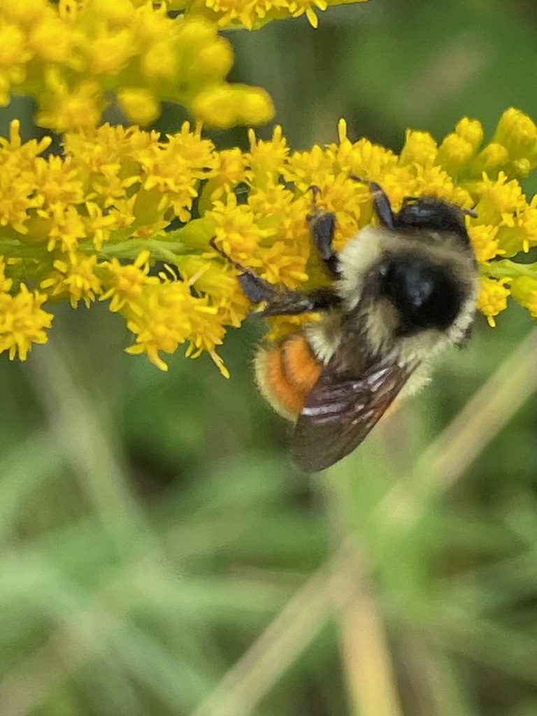 Tricolored Bumble Bee from Fayston, VT, USA on August 11, 2023 at 12:59 ...