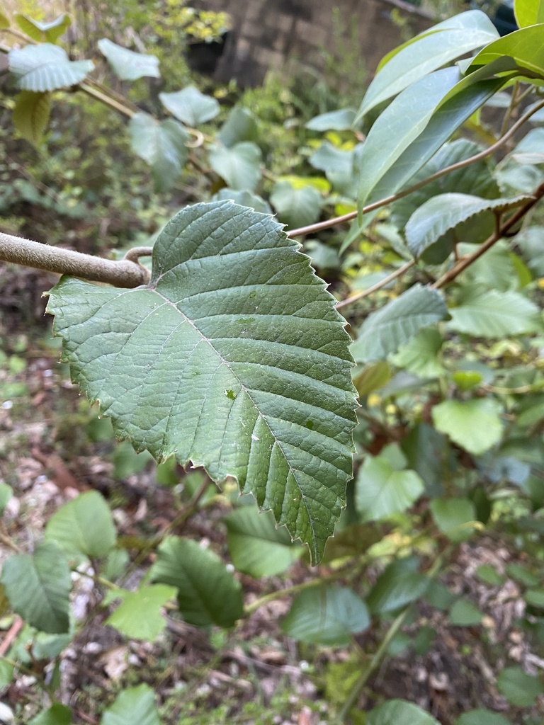 Kangaroo Vine from Nattai Cl, Thornleigh, NSW, AU on August 28, 2023 at ...