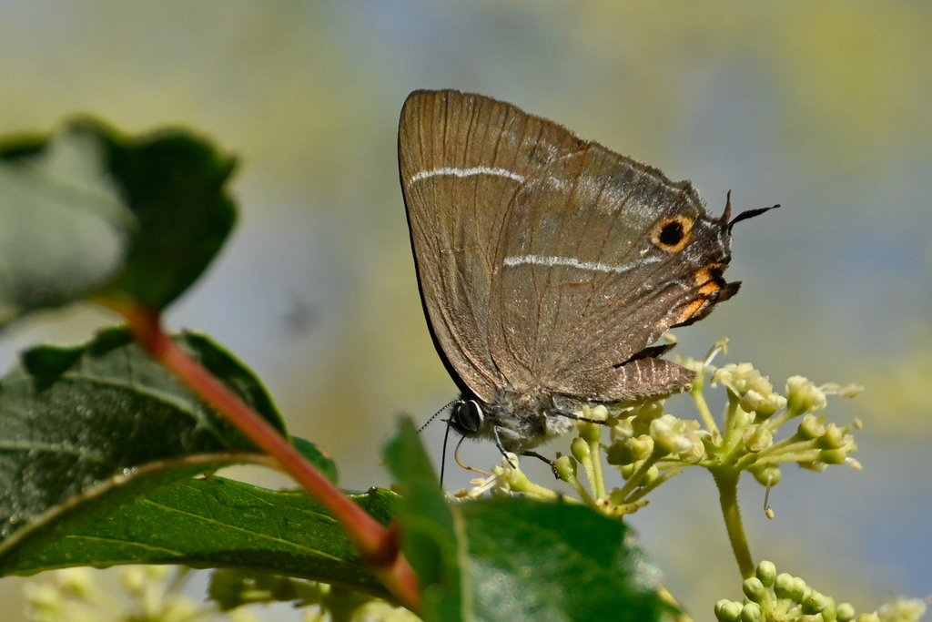 Neozephyrus taiwanus from 台灣宜蘭縣 on August 12, 2023 at 08:38 AM by ...