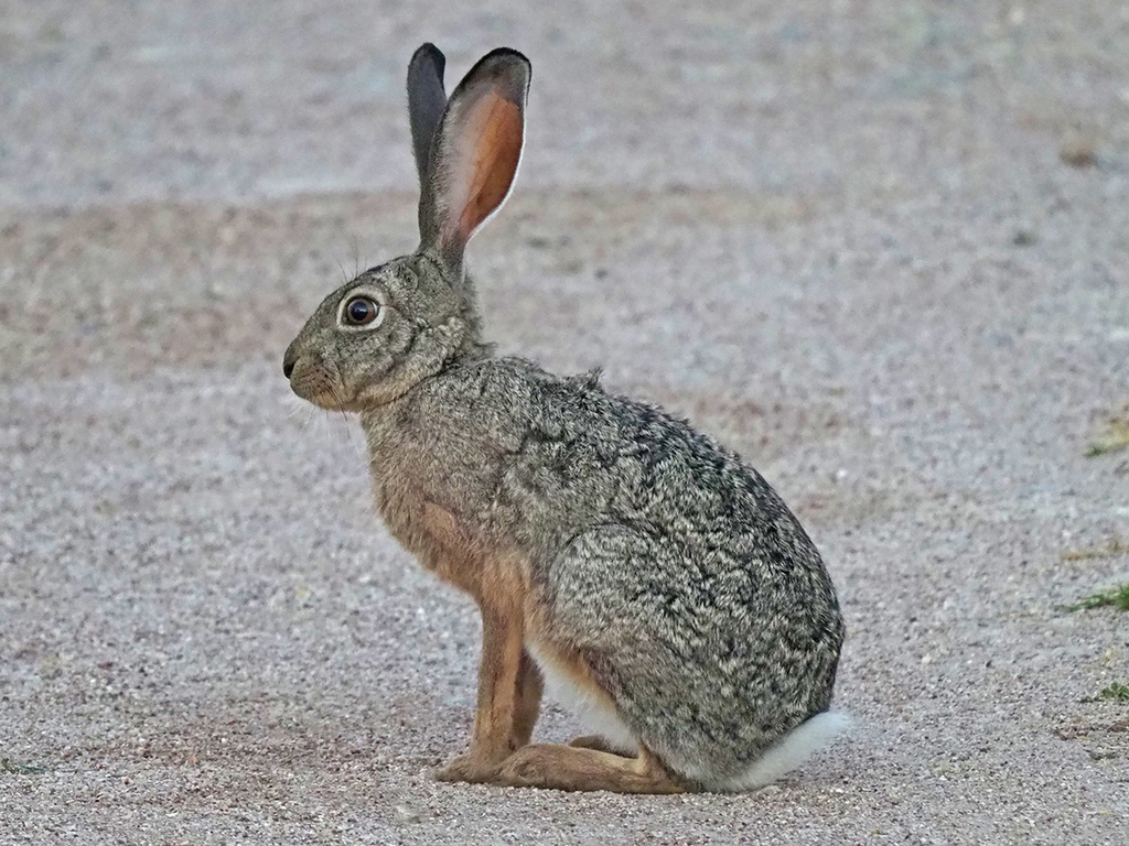 Scrub Hare (Lepus saxatilis) - Know Your Mammals