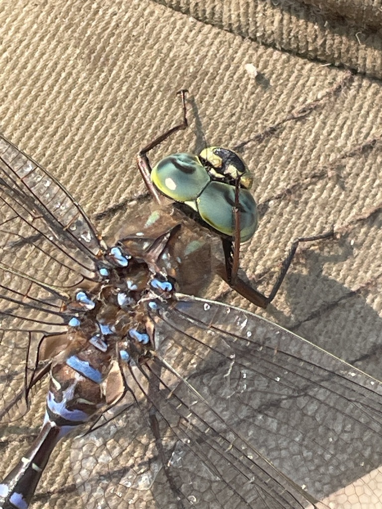 Lake Darner from Sinlahekin Rd, Tonasket, WA, US on August 27, 2023 at ...