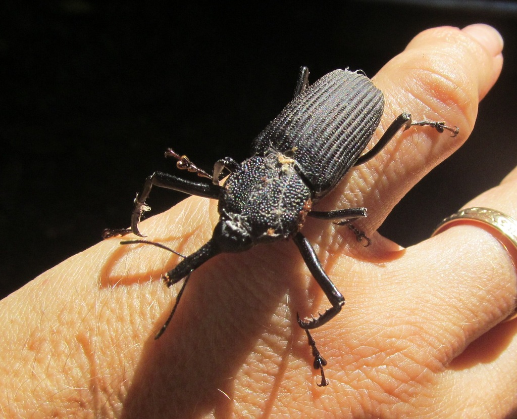 Bearded Weevil from Limón, Talamanca, Costa Rica on June 1, 2017 at 12: ...
