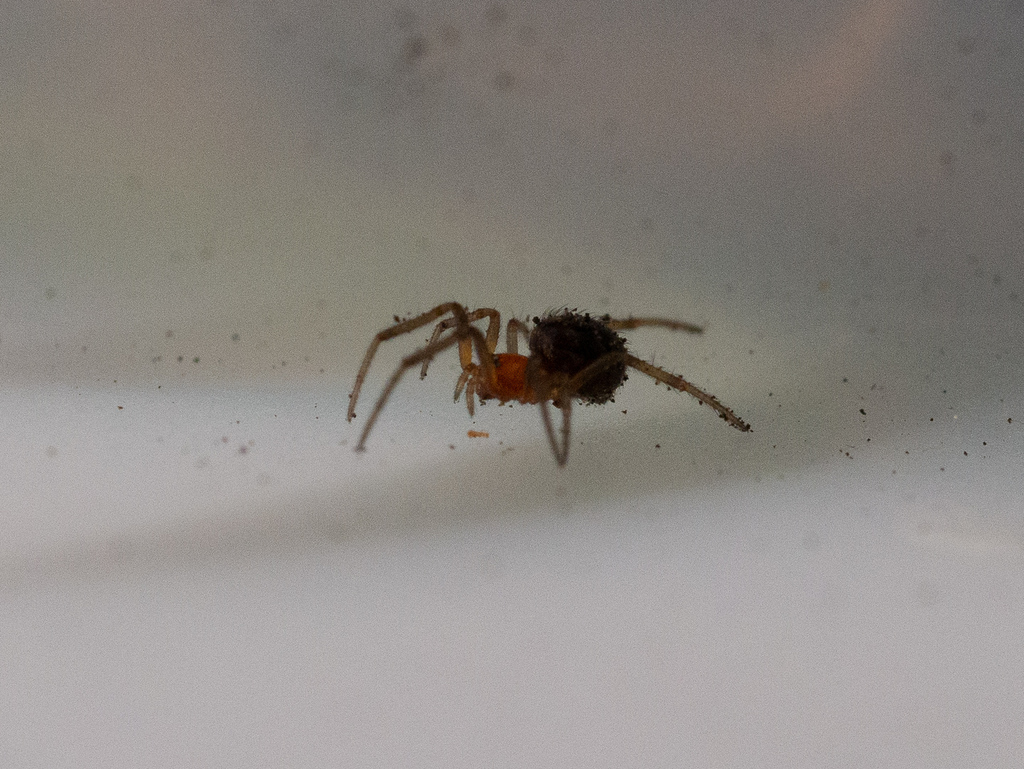 Araneoid Spiders from Woodend Beach 7691, New Zealand on August 22 ...