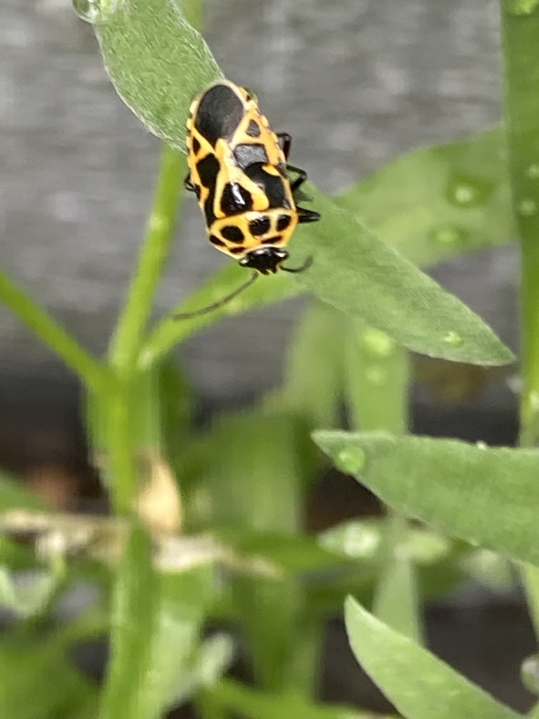 Painted bug from 岩戸北4丁目, 狛江市, 東京都, JP on August 28, 2023 at 08:27 AM by ...